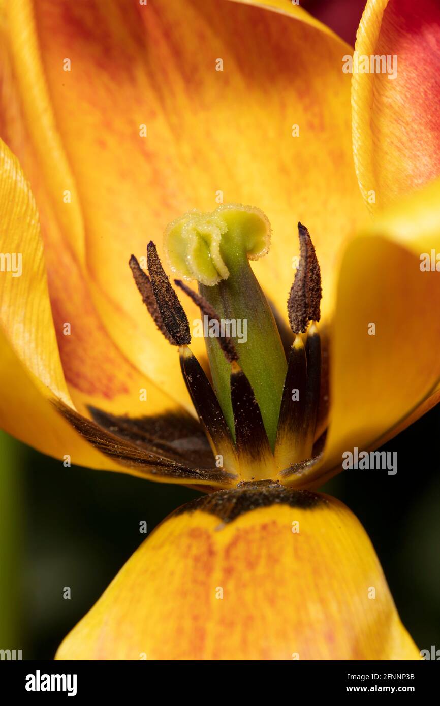Macro photograph of tulip flower showing petals and reproductive organs ...