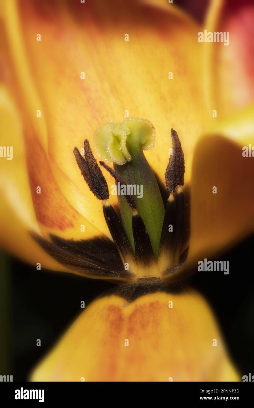Macro photograph of tulip flower showing petals and reproductive organs ...