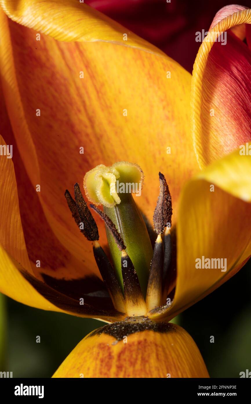 Macro photograph of tulip flower showing petals and reproductive organs ...