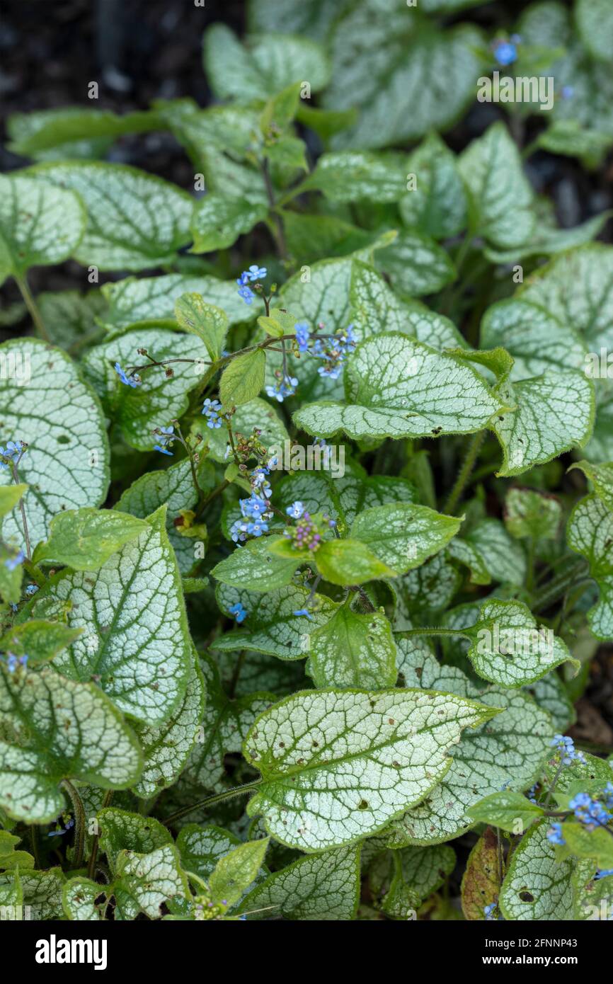 Brunnera macrophylla Jack Frost showing natural leaf patterns Stock ...