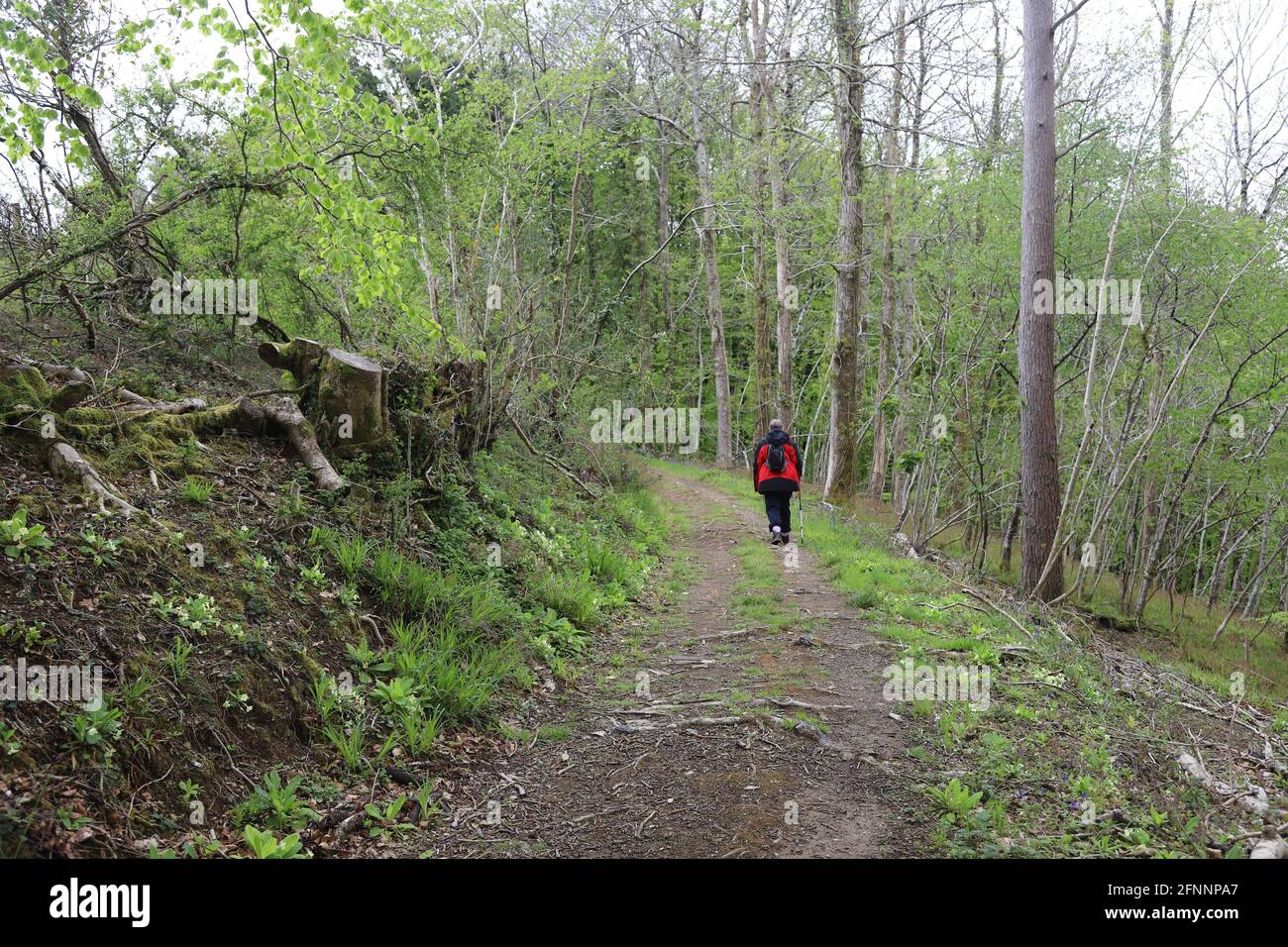 rear view of one walker on track through woods Stock Photo - Alamy