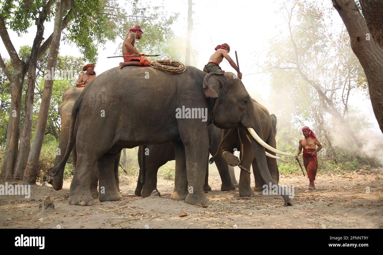 Portrait of Elephant and mahout in the forest Stock Photo - Alamy