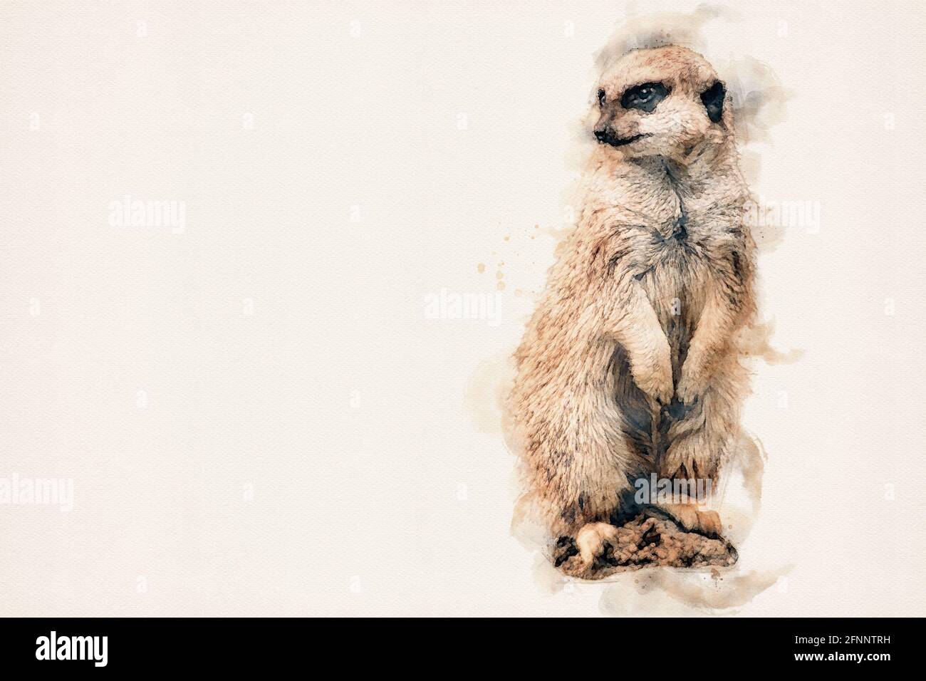 Meerkat. Isolated suricate with copy space. Aquarelle, watercolor ...