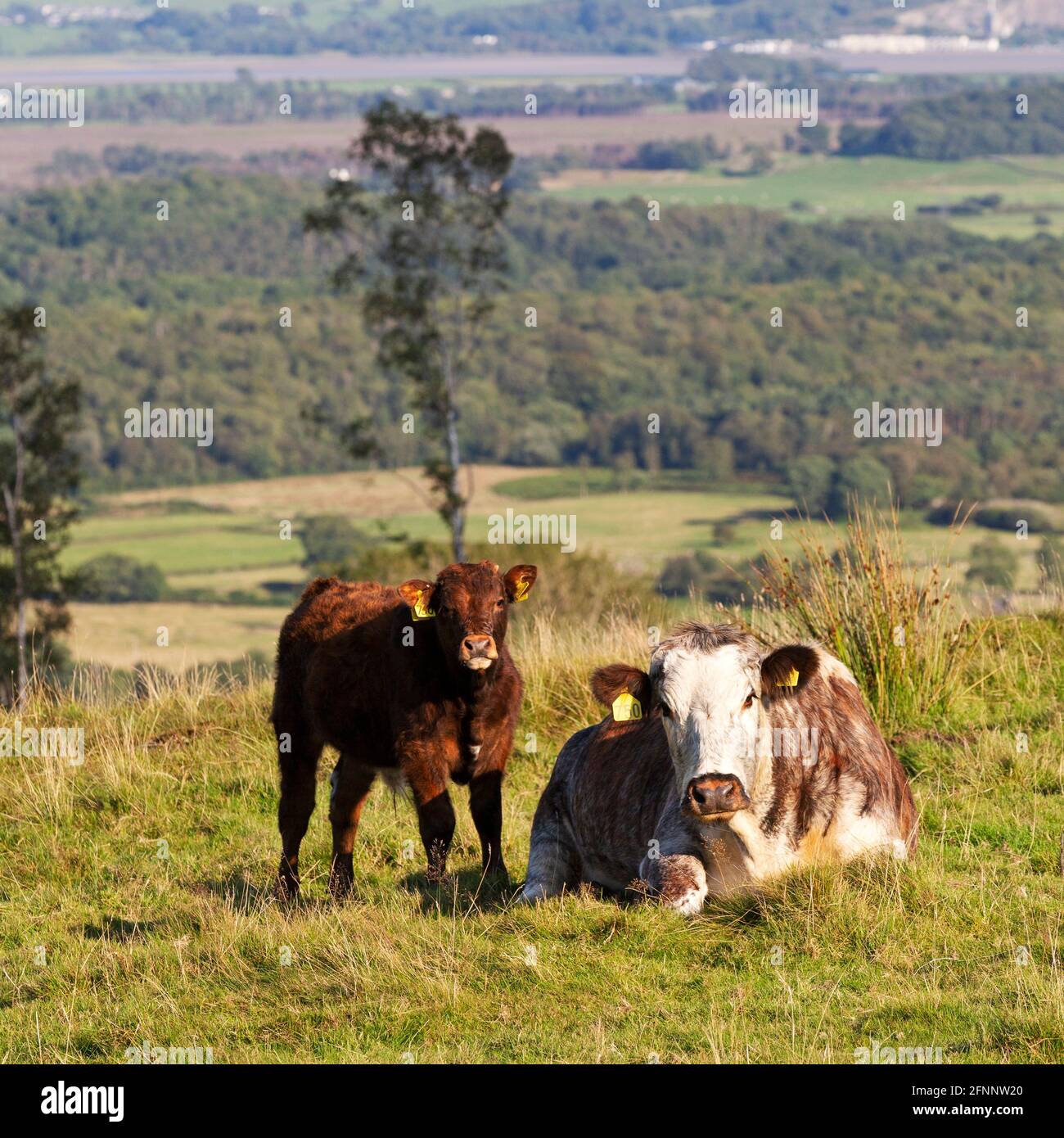 Cow and offspring cattle hi-res stock photography and images - Alamy