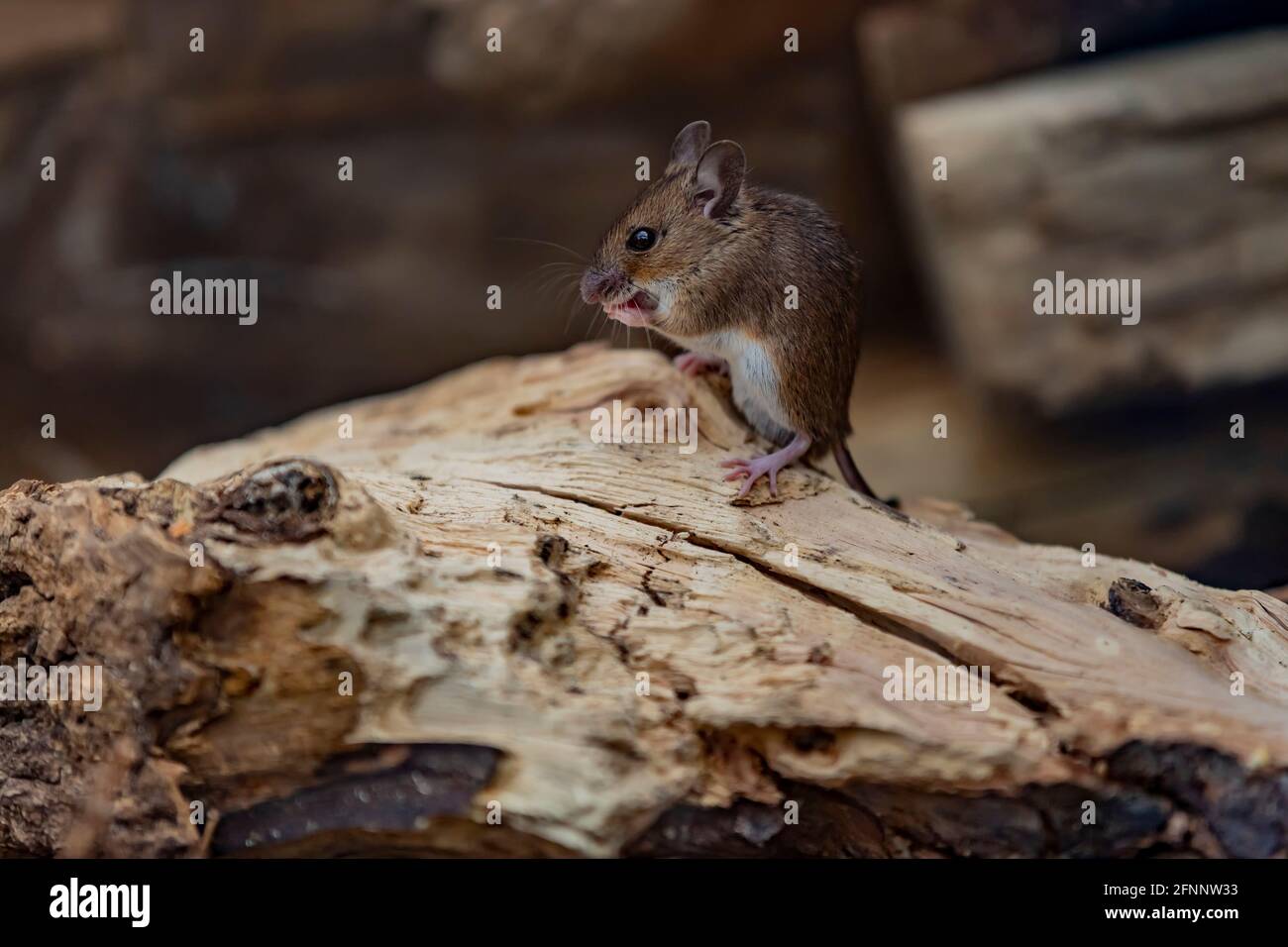 Field mouse. Apodemus sylavaticus also referred to as a Wood mouse ...