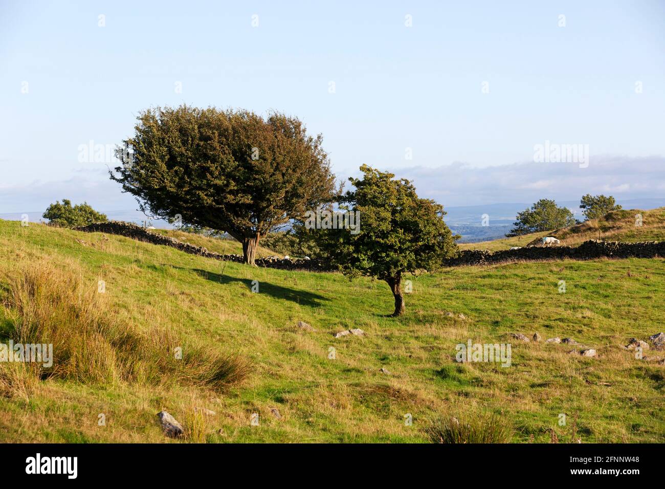 Trees in a field in Cumbria, England. The field is in the English Lake ...