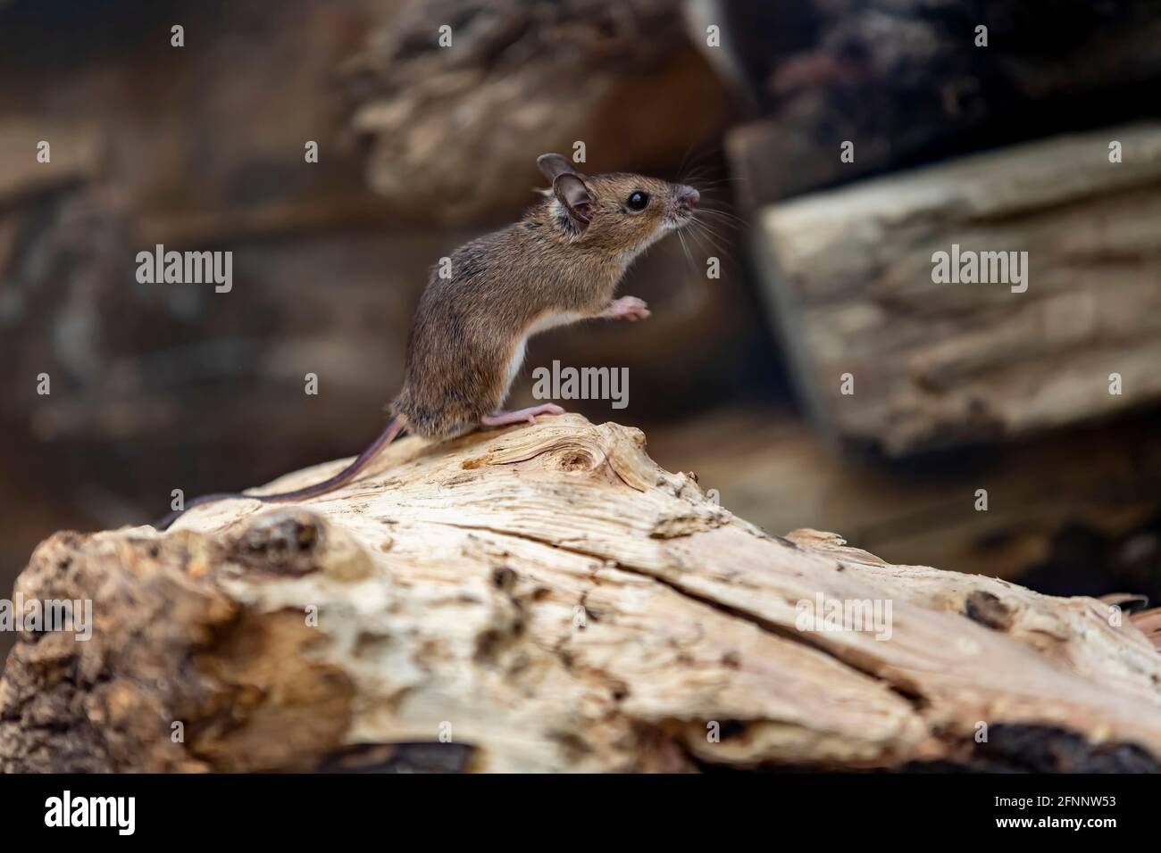 Field mouse. Apodemus sylavaticus also referred to as a Wood mouse ...