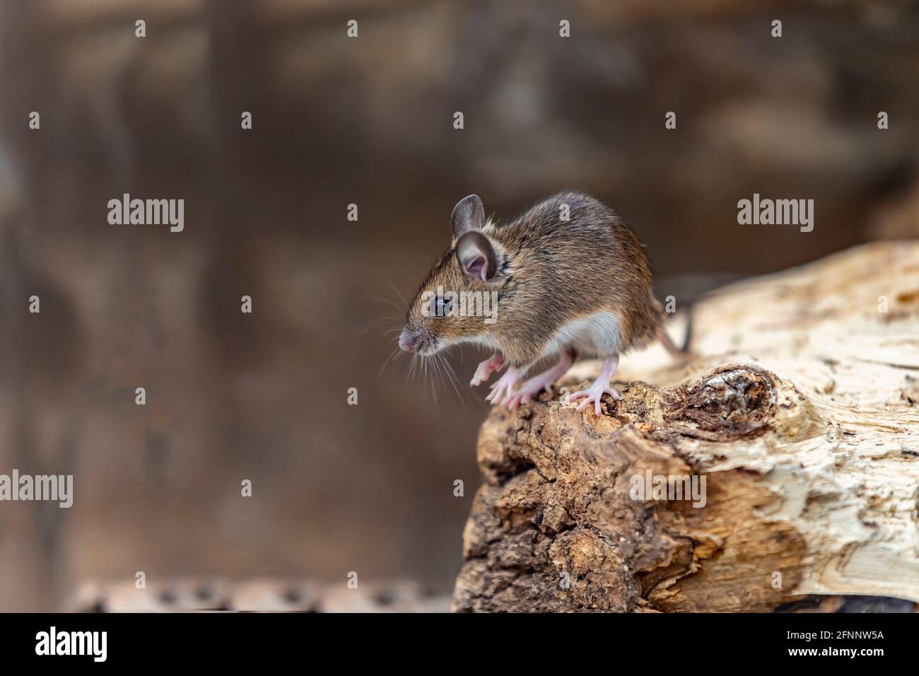 Field mouse. Apodemus sylavaticus also referred to as a Wood mouse ...