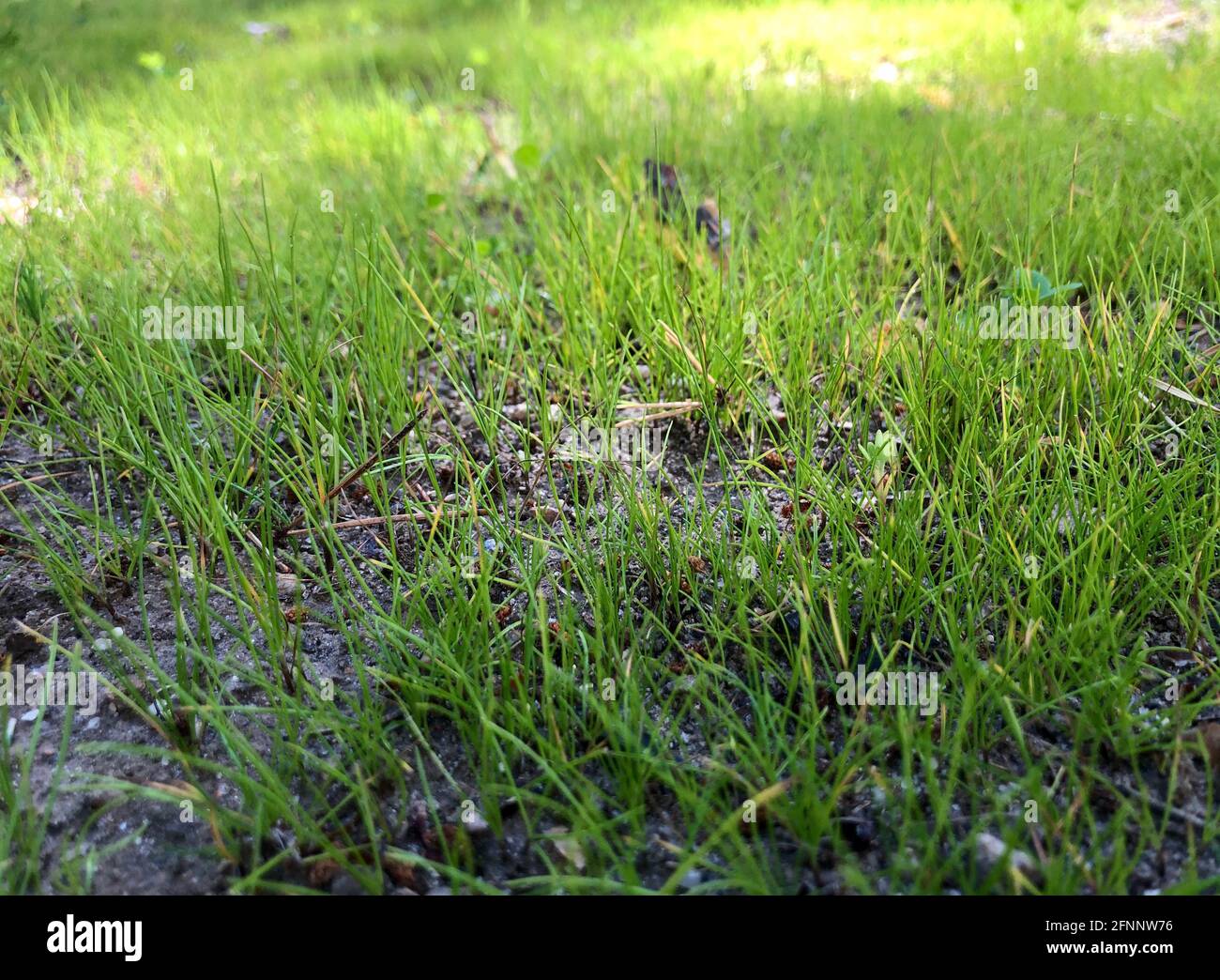 Grassland planted hi-res stock photography and images - Alamy