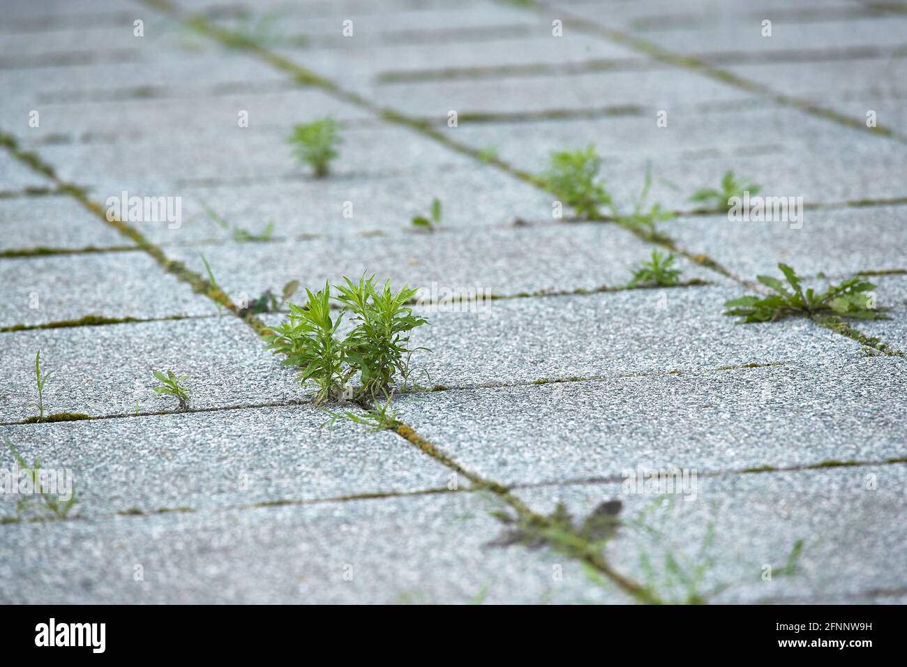 Weed grow in hi-res stock photography and images - Alamy