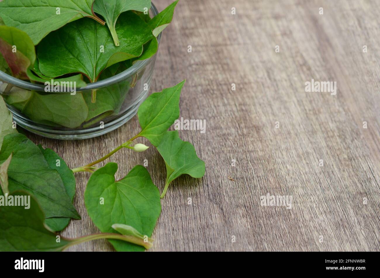 Fishwort hi-res stock photography and images - Alamy