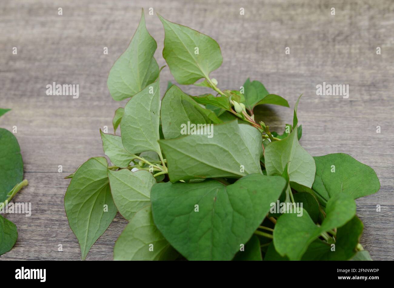 Houttuynia cordata leaves vegetables Stock Photo - Alamy