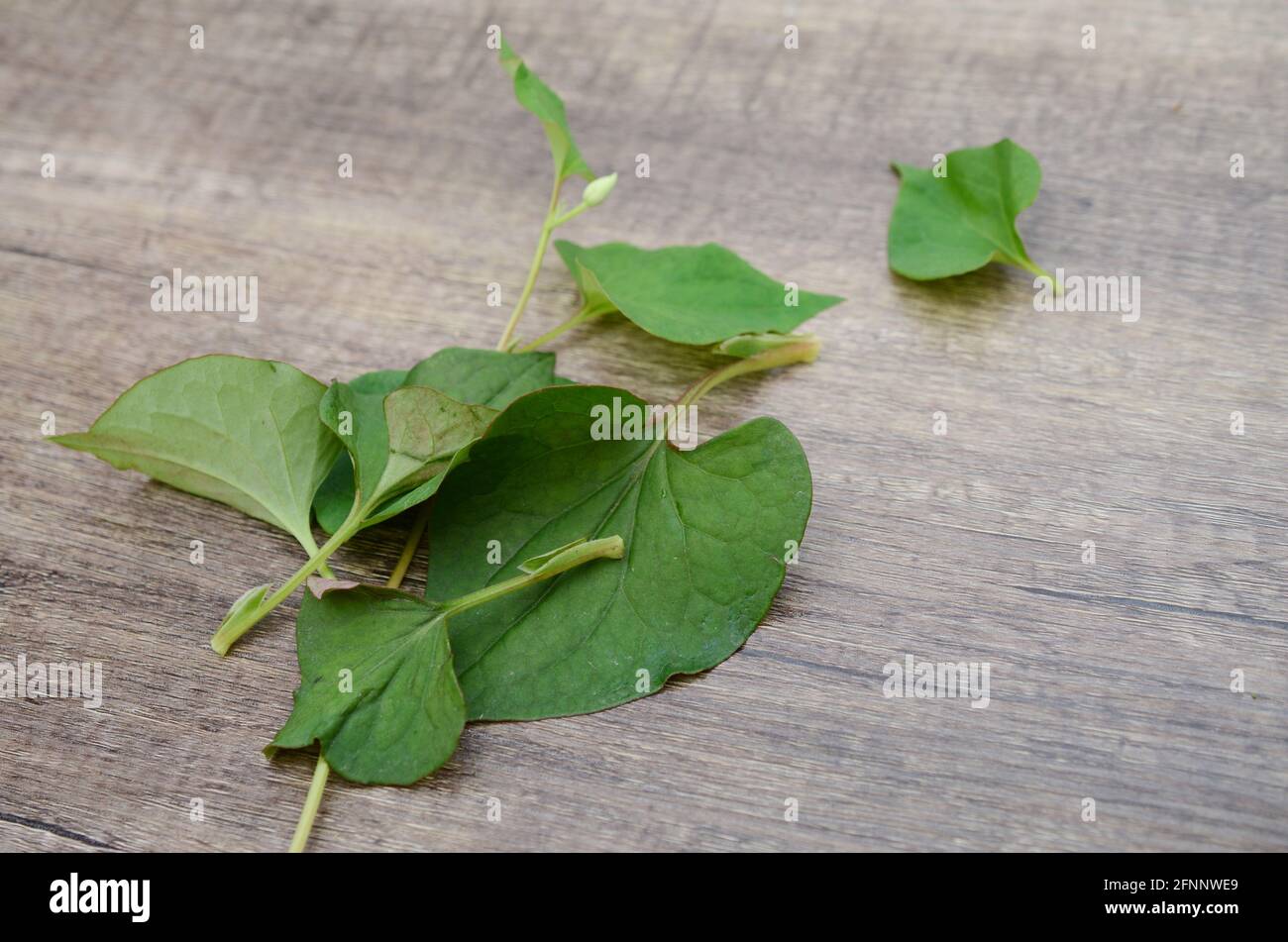 Fishwort hi-res stock photography and images - Alamy