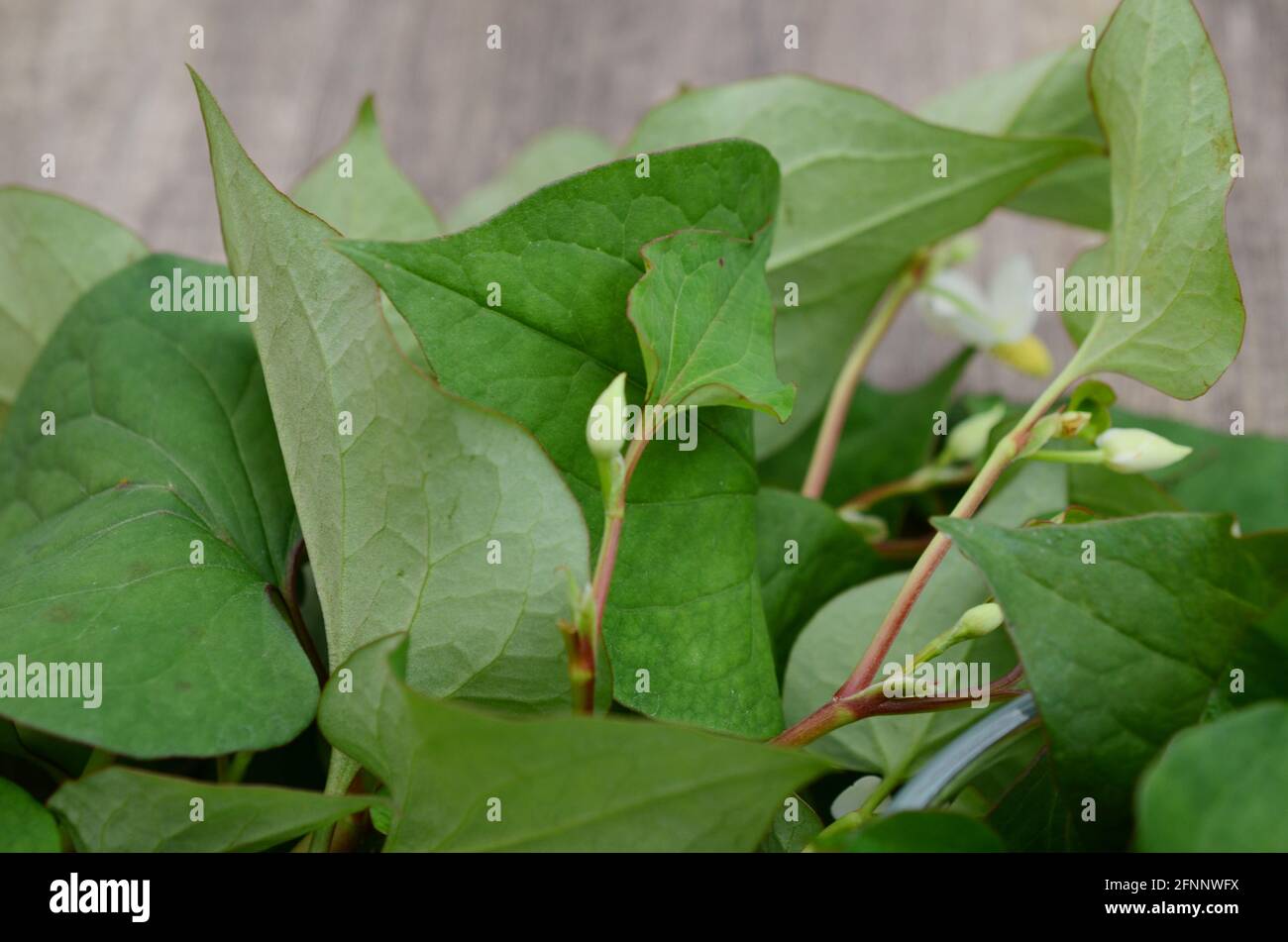 Flower bud fish hi-res stock photography and images - Alamy