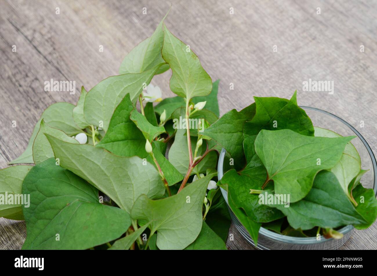 Fish mint Houttuynia cordata leaves Stock Photo - Alamy