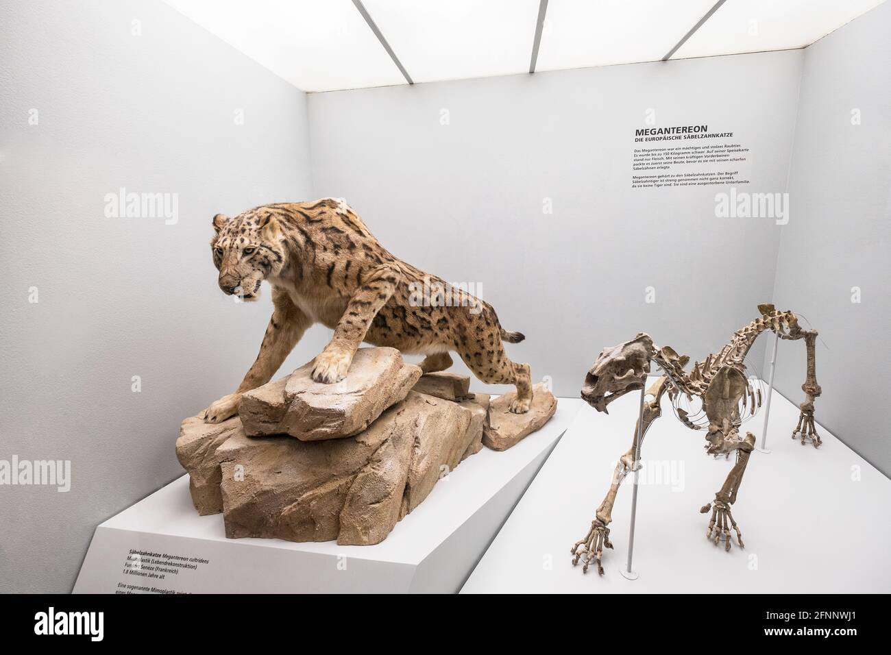 Museum Natural History, Basel, Switzerland Stock Photo - Alamy