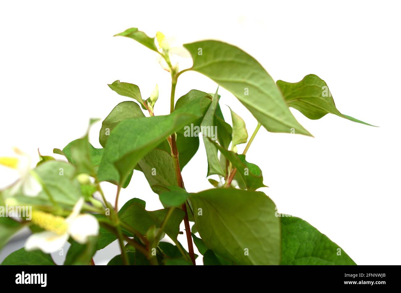 Houttuynia cordata vegetable branches Stock Photo - Alamy