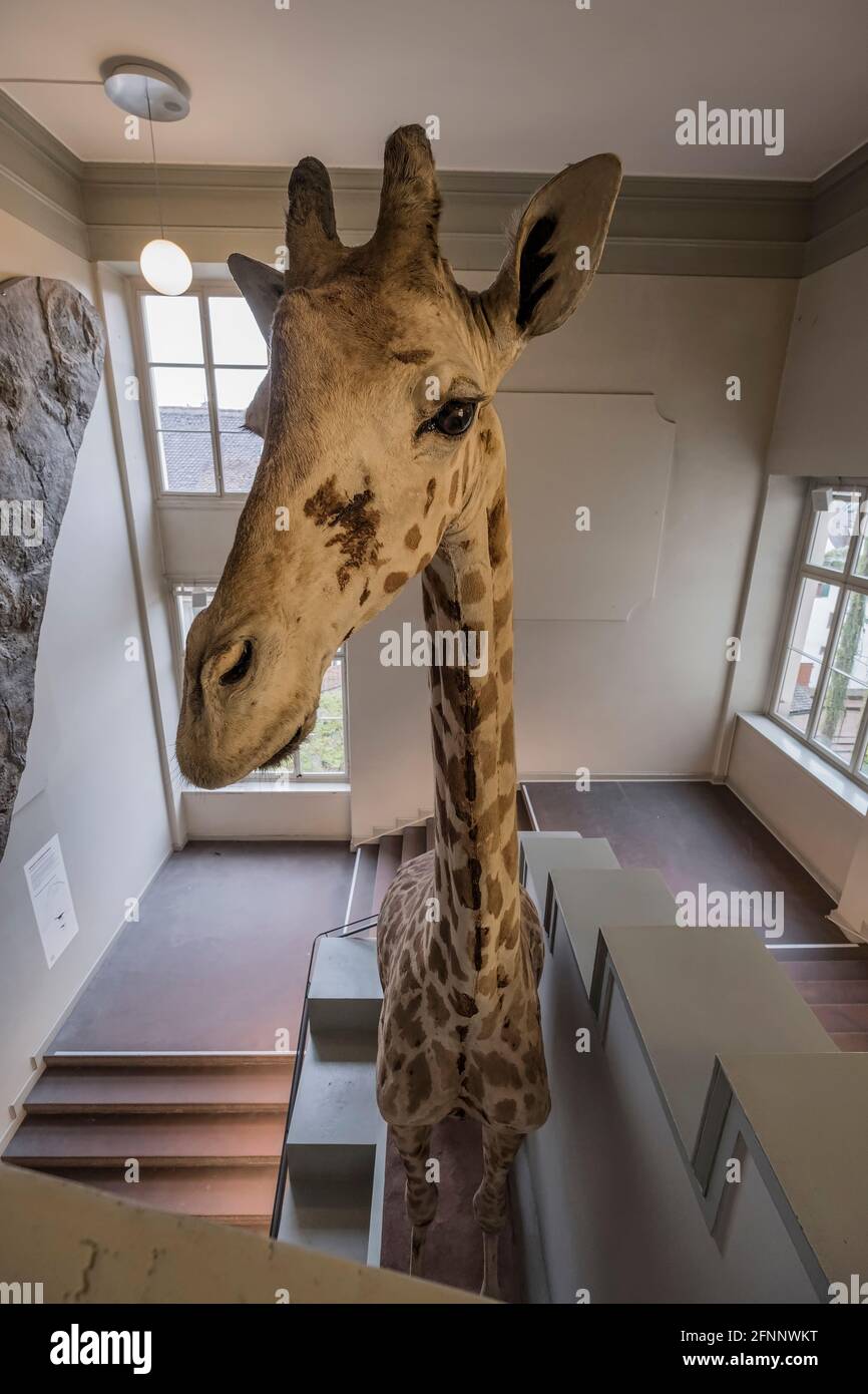 Saber toothed tiger museum hi-res stock photography and images - Alamy