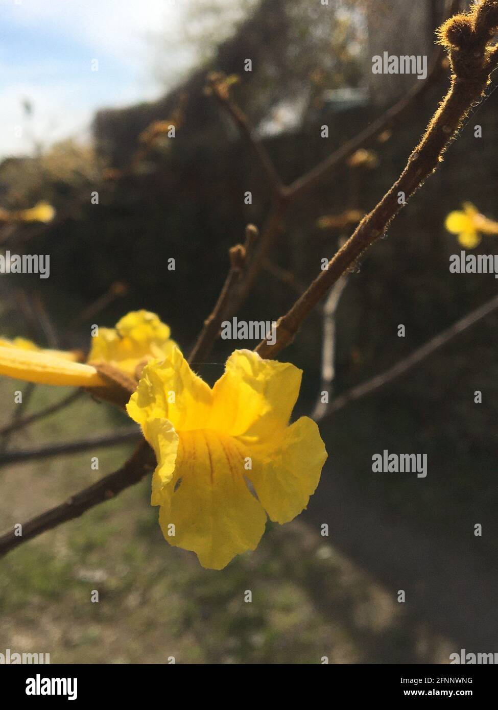 yellow lapacho flower. Handroanthus chrysotrichus Stock Photo - Alamy