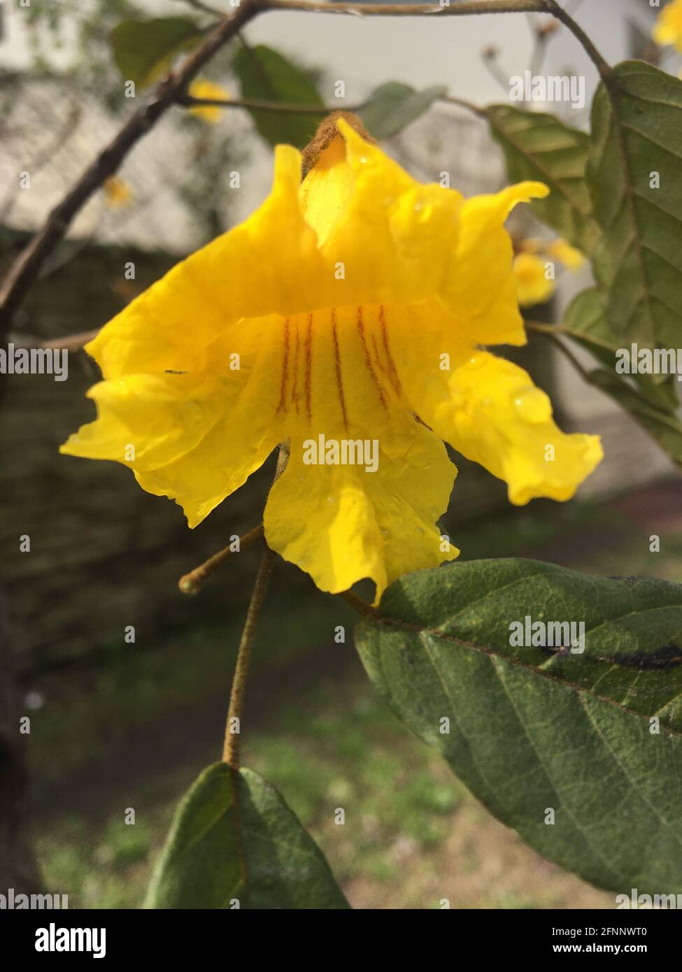 Lapacho tree hi-res stock photography and images - Alamy