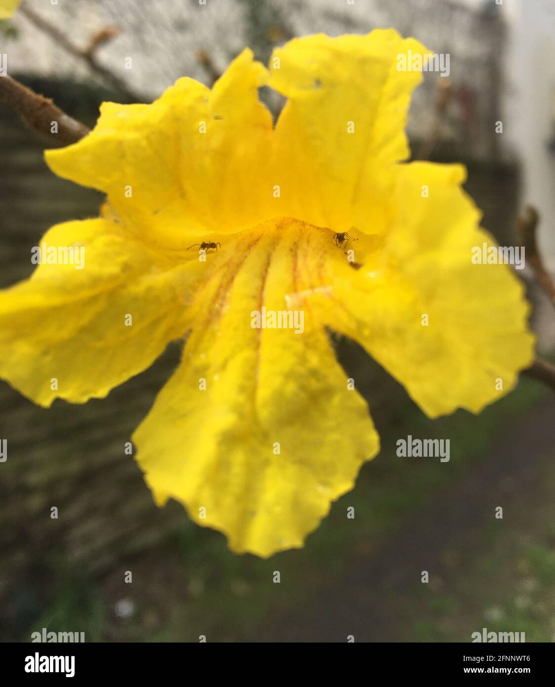yellow lapacho flower. Handroanthus chrysotrichus Stock Photo - Alamy