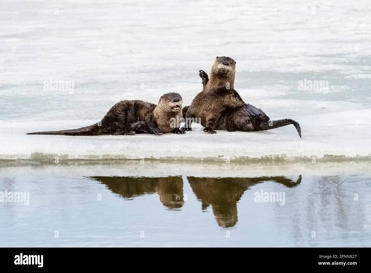 River Otters (Lutra canadensis) preening along lake in Southcentral ...