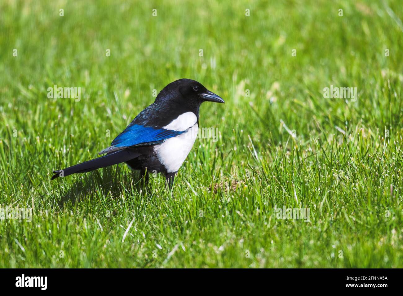 Pie talón hi-res stock photography and images - Alamy