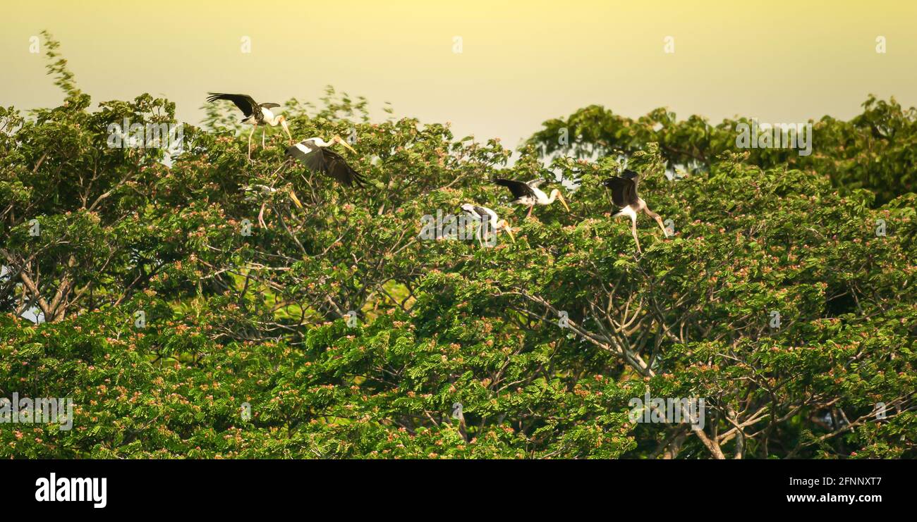 Birds forest flying canopy hi-res stock photography and images - Alamy