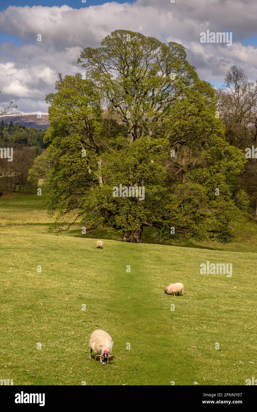 Largest sycamore hi-res stock photography and images - Alamy