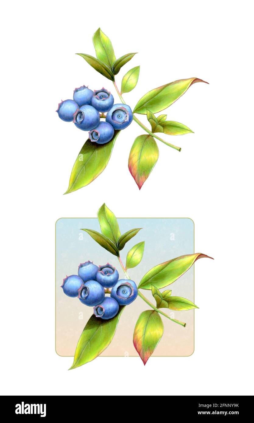 Blueberry Plant Drawing