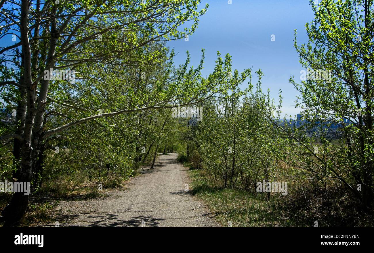 Nose hill natural environment park hi-res stock photography and images ...