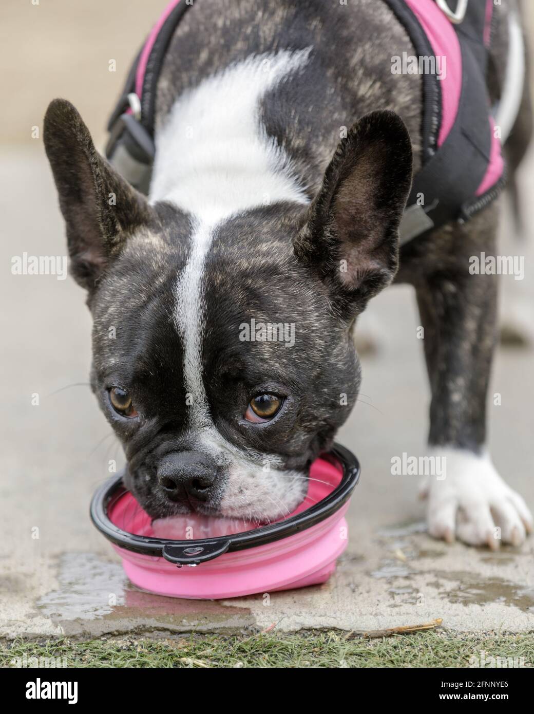 How Much Water Should A French Bulldog Drink