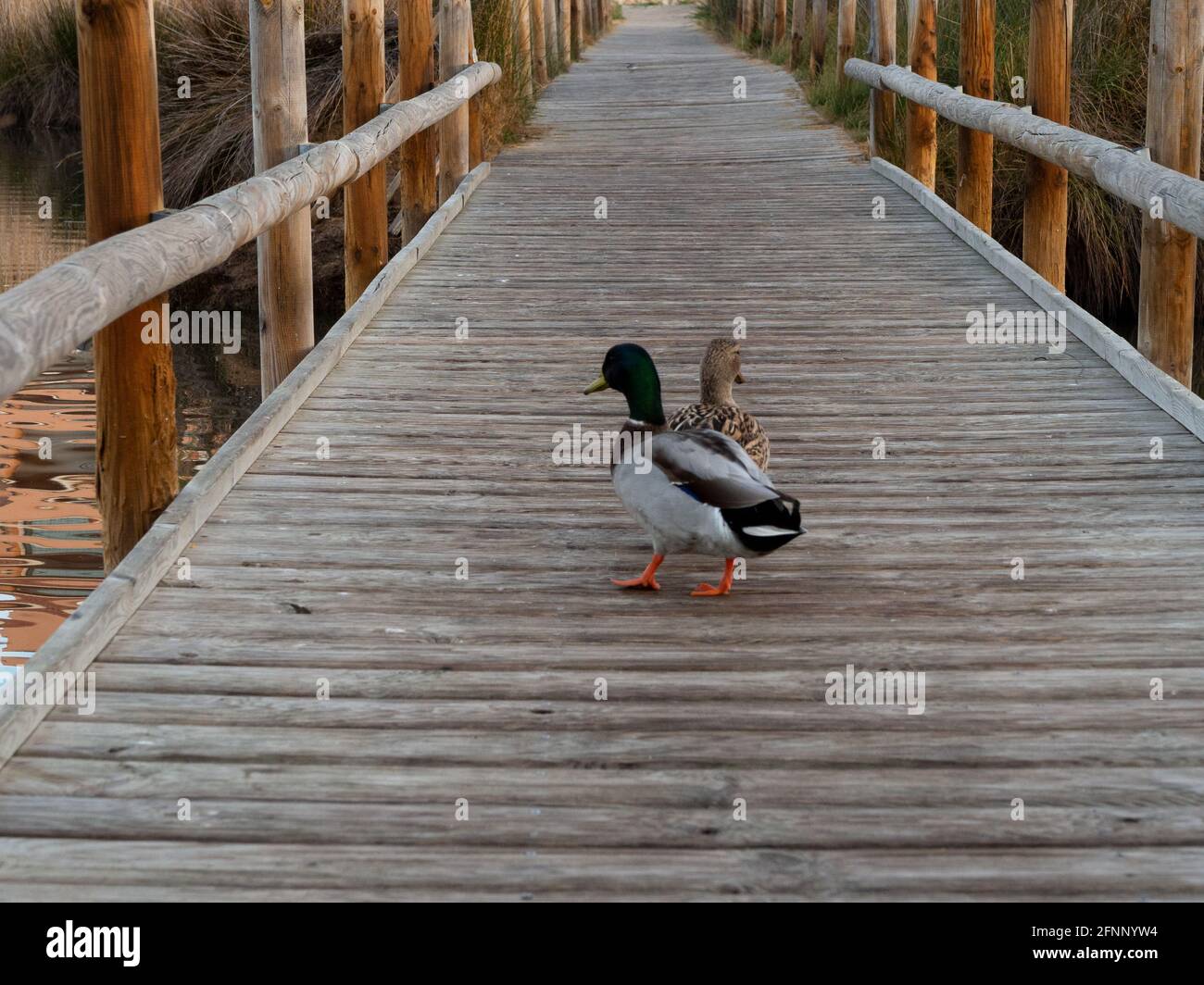 Closeup ducks on rocks hi-res stock photography and images - Alamy