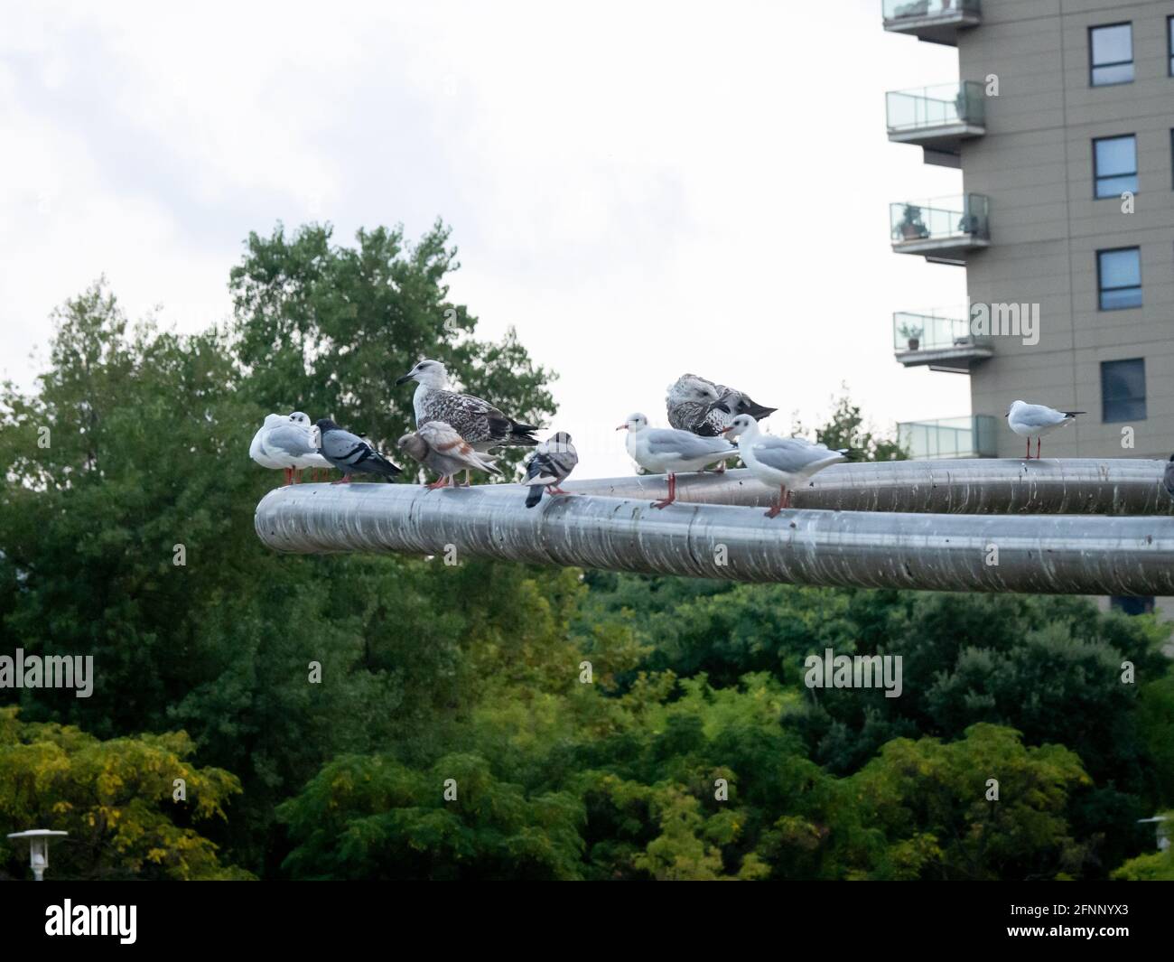 Closeup shot of birds perched on a pipe Stock Photo - Alamy