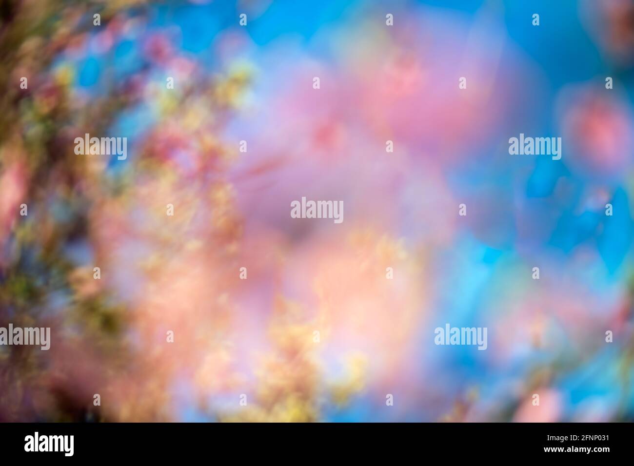 Abstract blur spring blossom background Stock Photo - Alamy