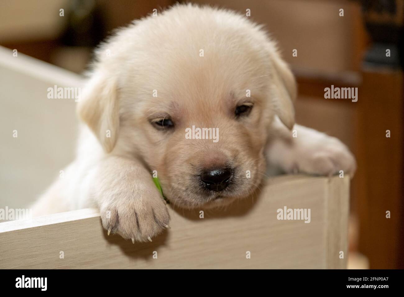 Young labrador puppy dog Stock Photo - Alamy