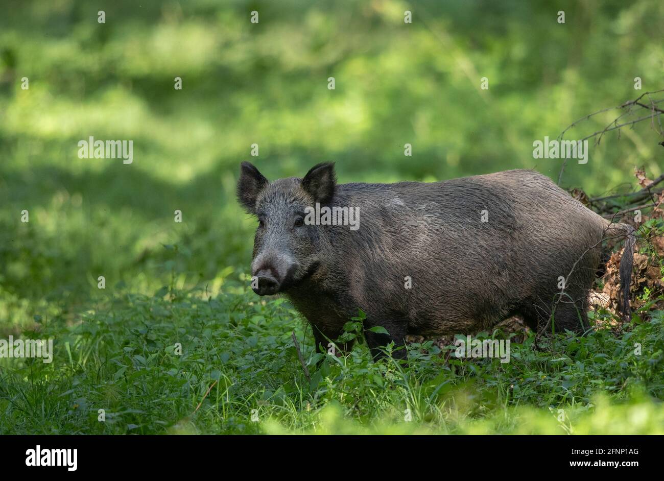 Wild boar (sus scrofa ferus) standing on meadow in forest in summer ...