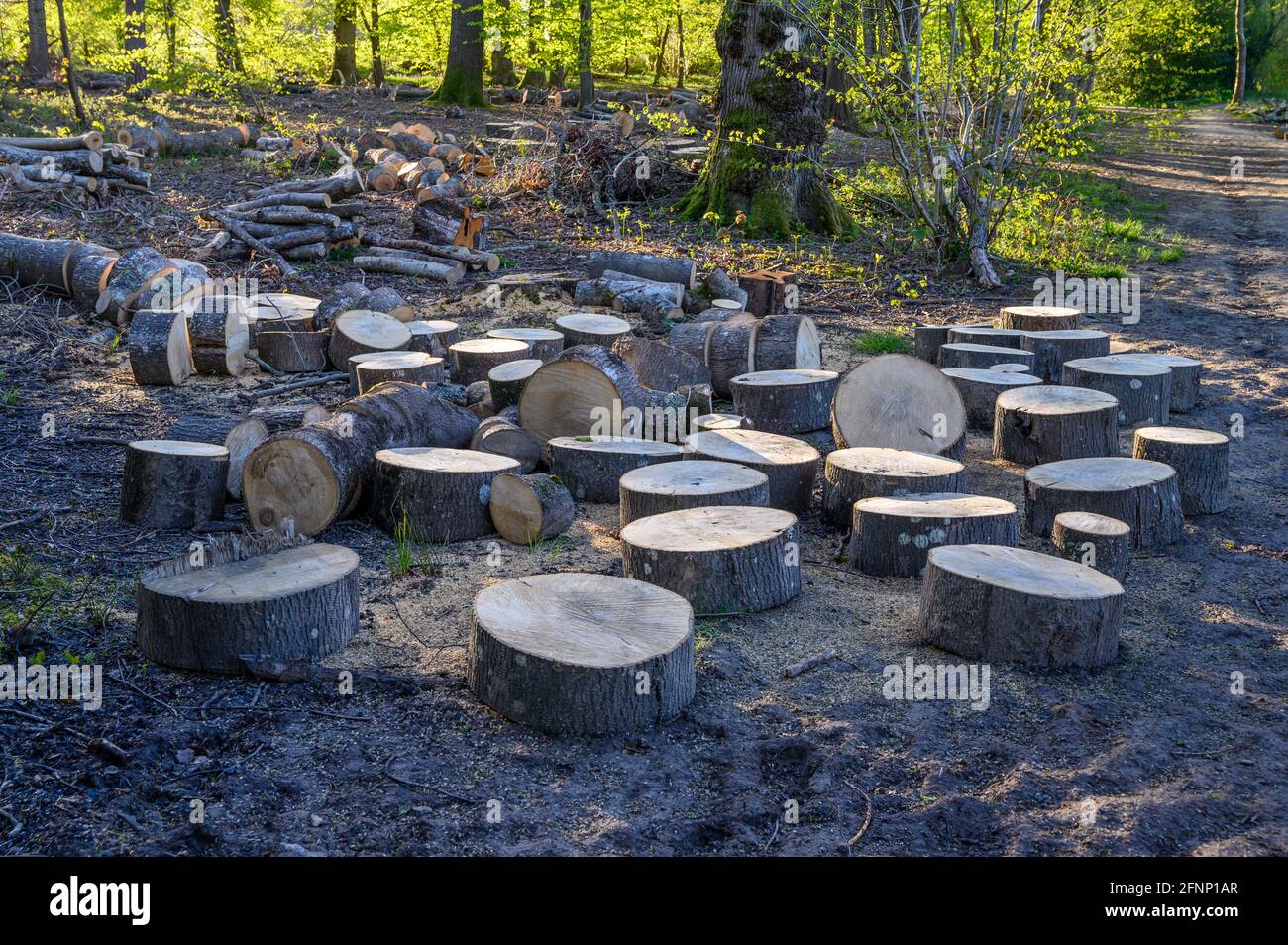 A felled tree has been sawn into logs lying on the ground in woods near ...