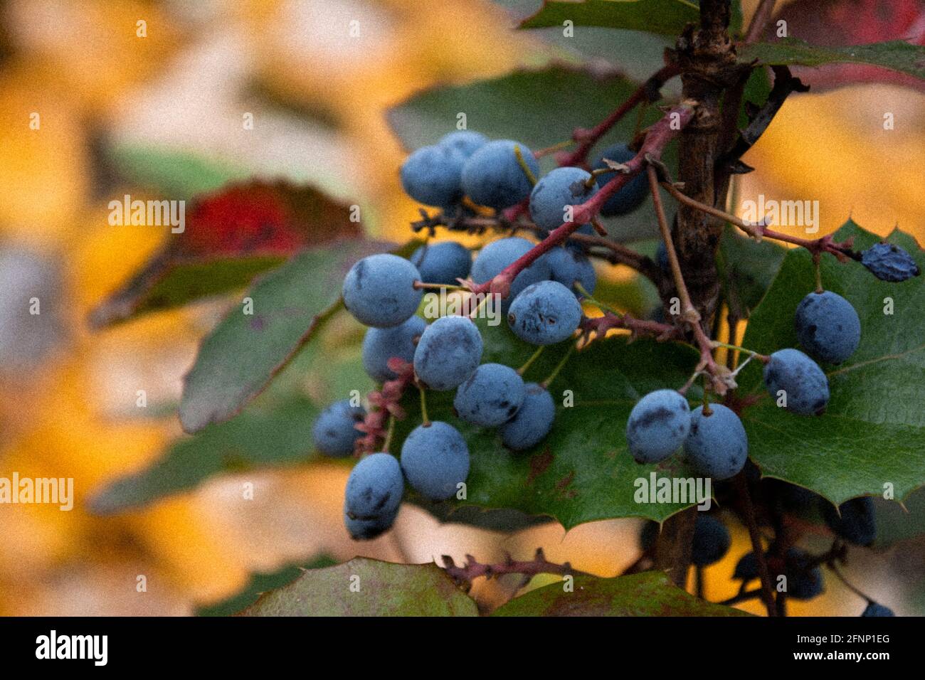 wild grapes on a background of yellow leaves Stock Photo - Alamy