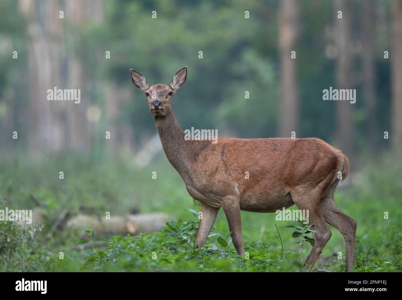Young hind (red deer female) standing in forest. Wildlife in natural ...