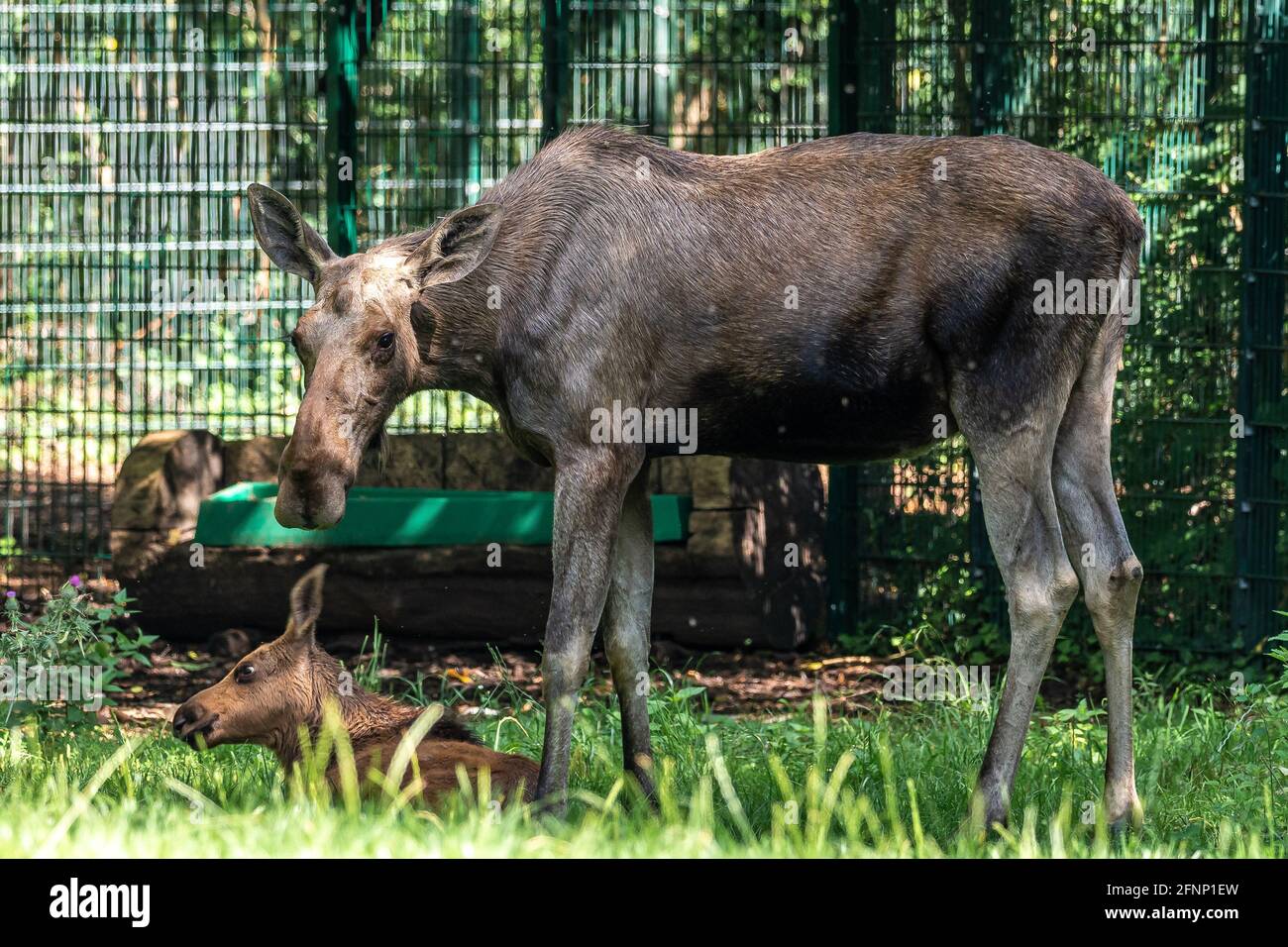 European Moose, Alces alces, also known as the elk. Wild life animal ...