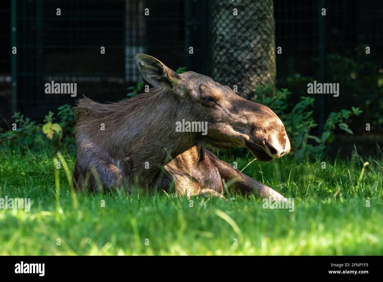 European Moose, Alces alces, also known as the elk. Wild life animal ...
