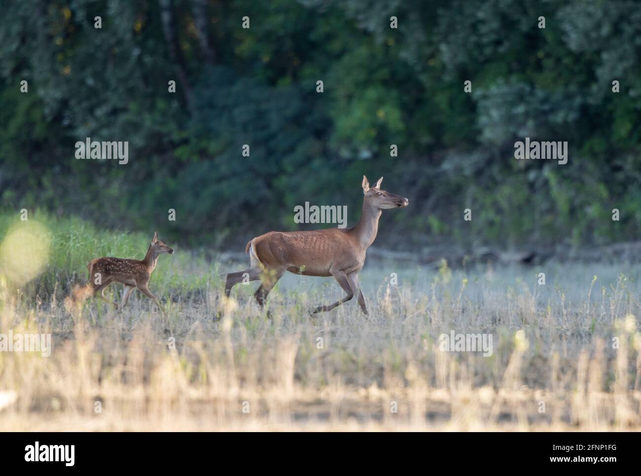 Hind (female red deer) and fawn walking on meadow in front of forest ...