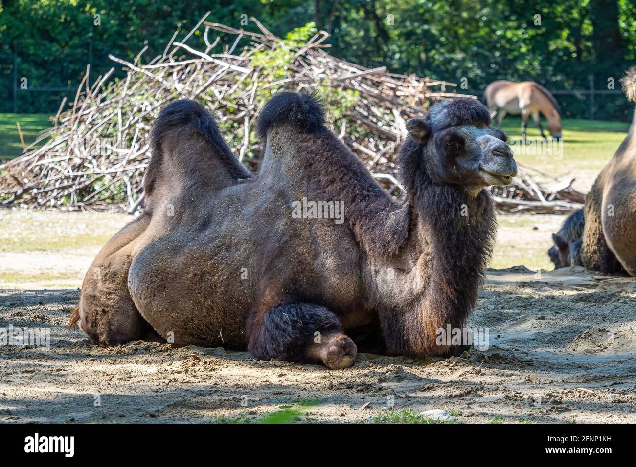 The Bactrian camels, Camelus bactrianus is a large, even-toed ungulate ...