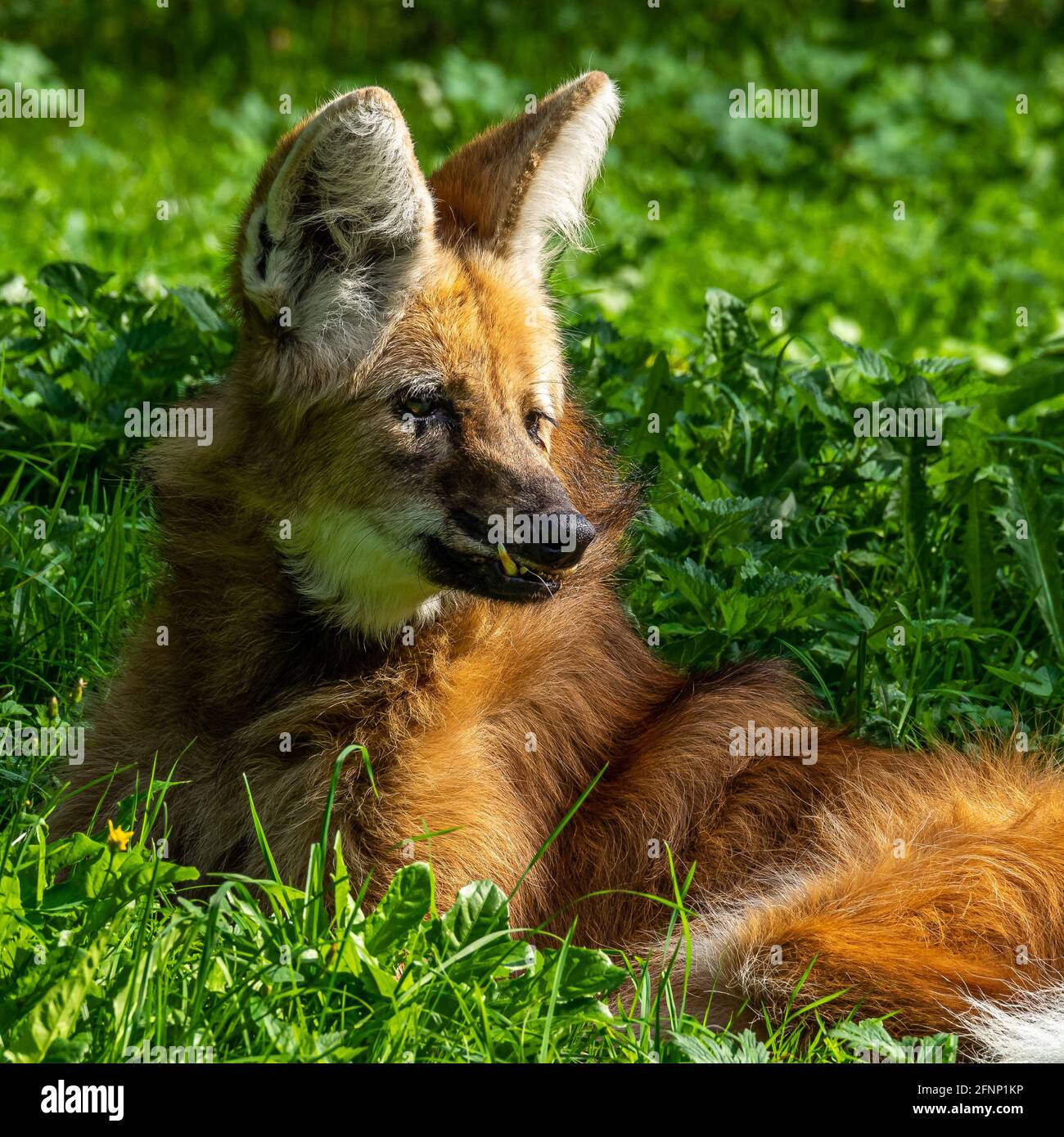 The Maned Wolf, Chrysocyon brachyurus is the largest canid of South ...