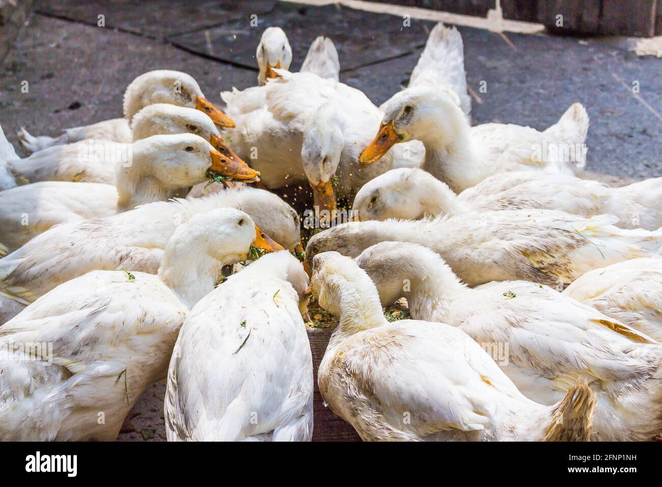 Closeup of a group of white domestic ducks eating their food in the ...
