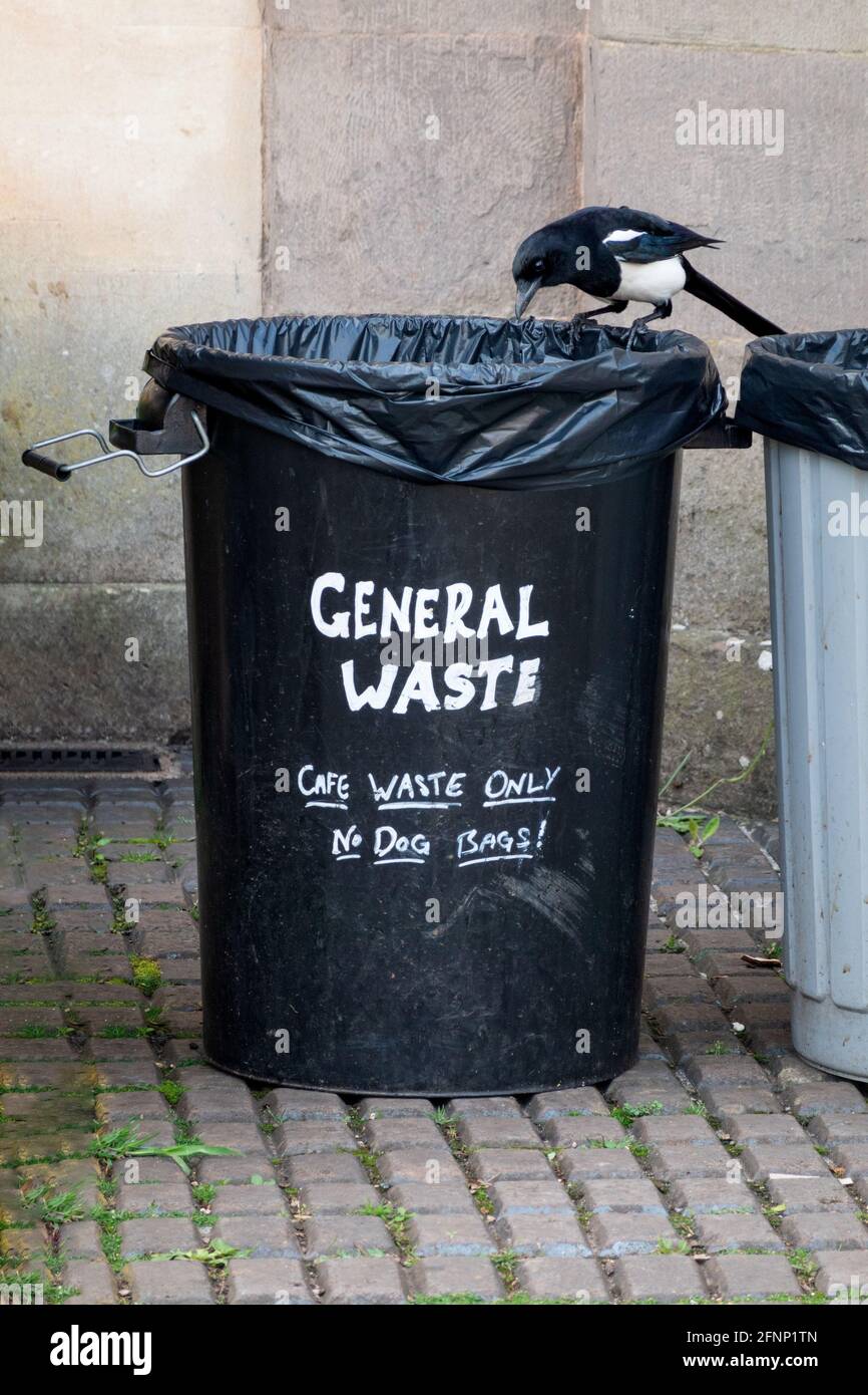 Stealing food from a bin hi-res stock photography and images - Alamy