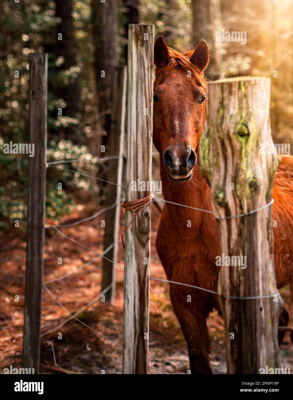a stallion horse looking over a fence on a Virginia horse farm Stock ...