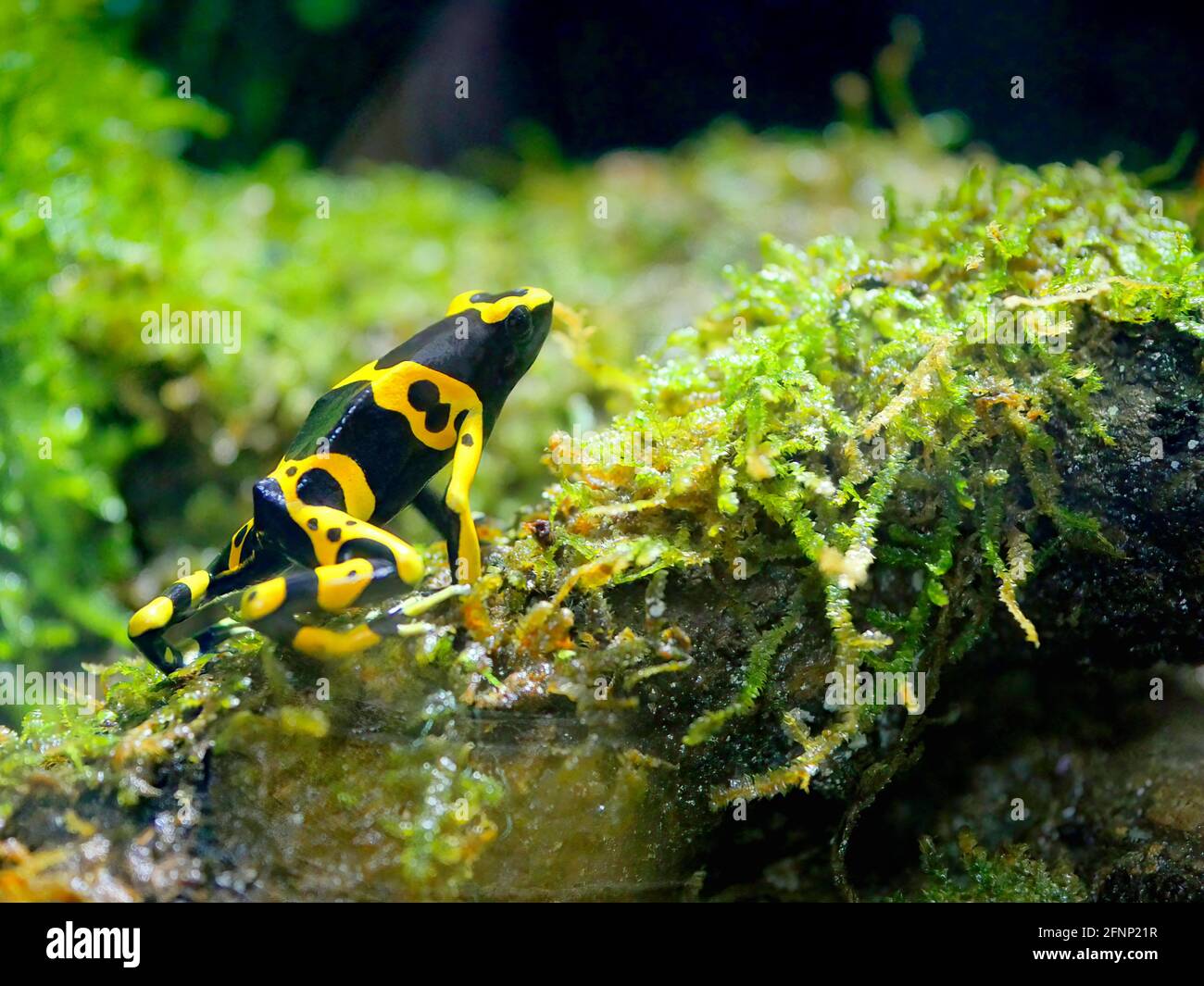 Yellow-banded poison dart frog in the rainforest Stock Photo - Alamy