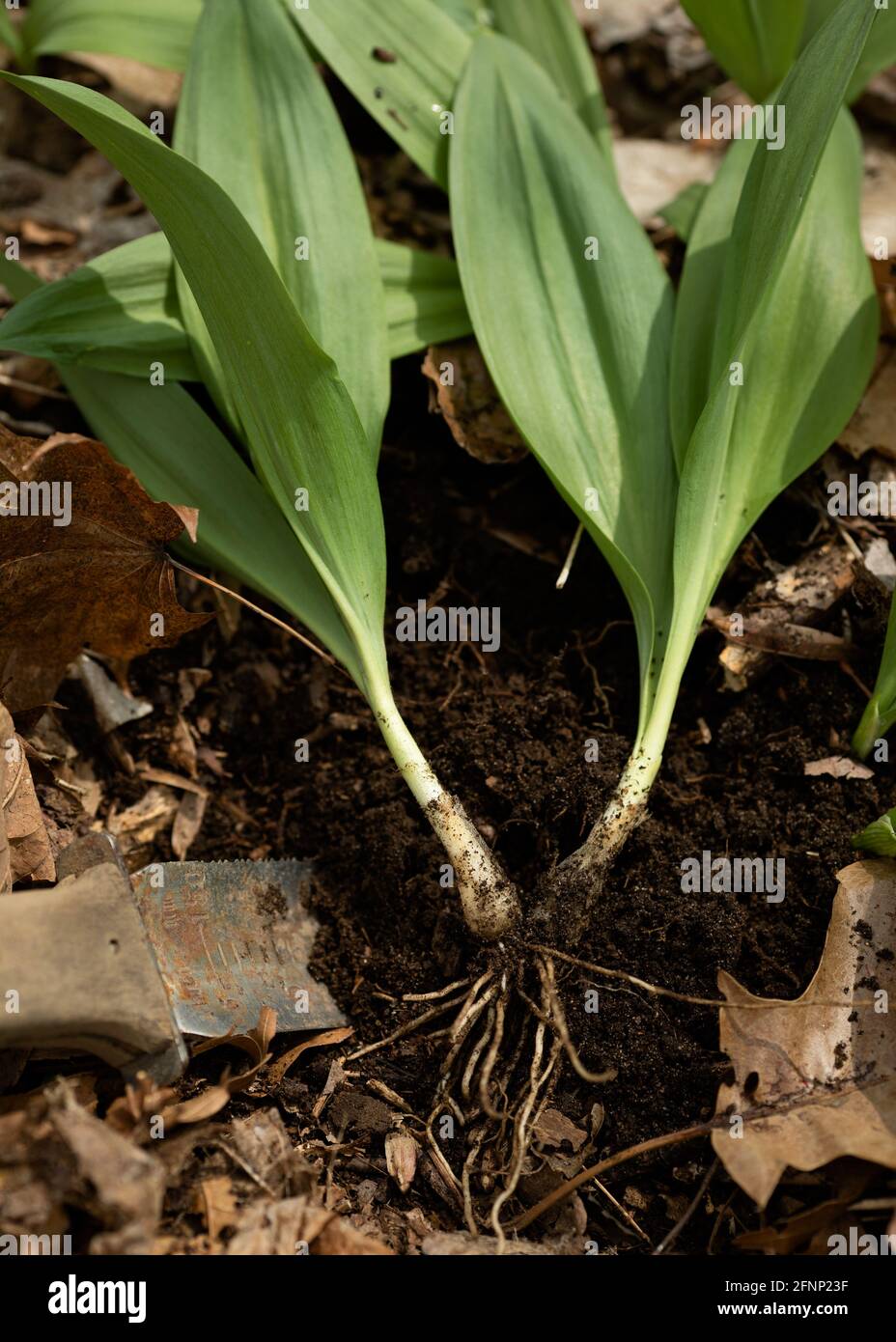 Wild ramps freshly picked with a knife in a leafy forest Stock Photo ...